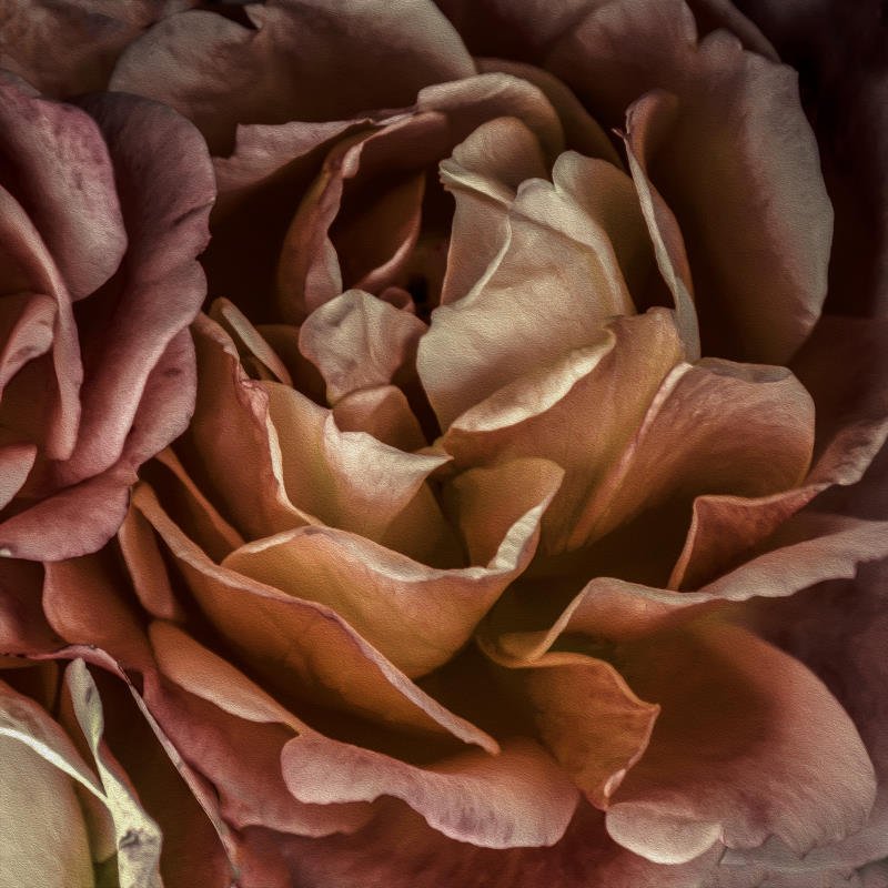 Rosae - Alexandra's Art
